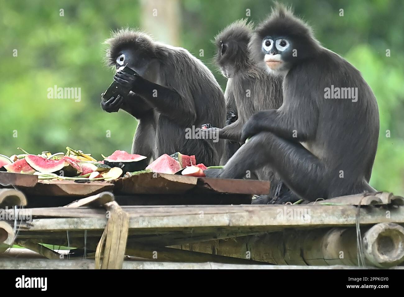 Agartala, India's northeastern state of Tripura. 23rd Apr, 2023 ...