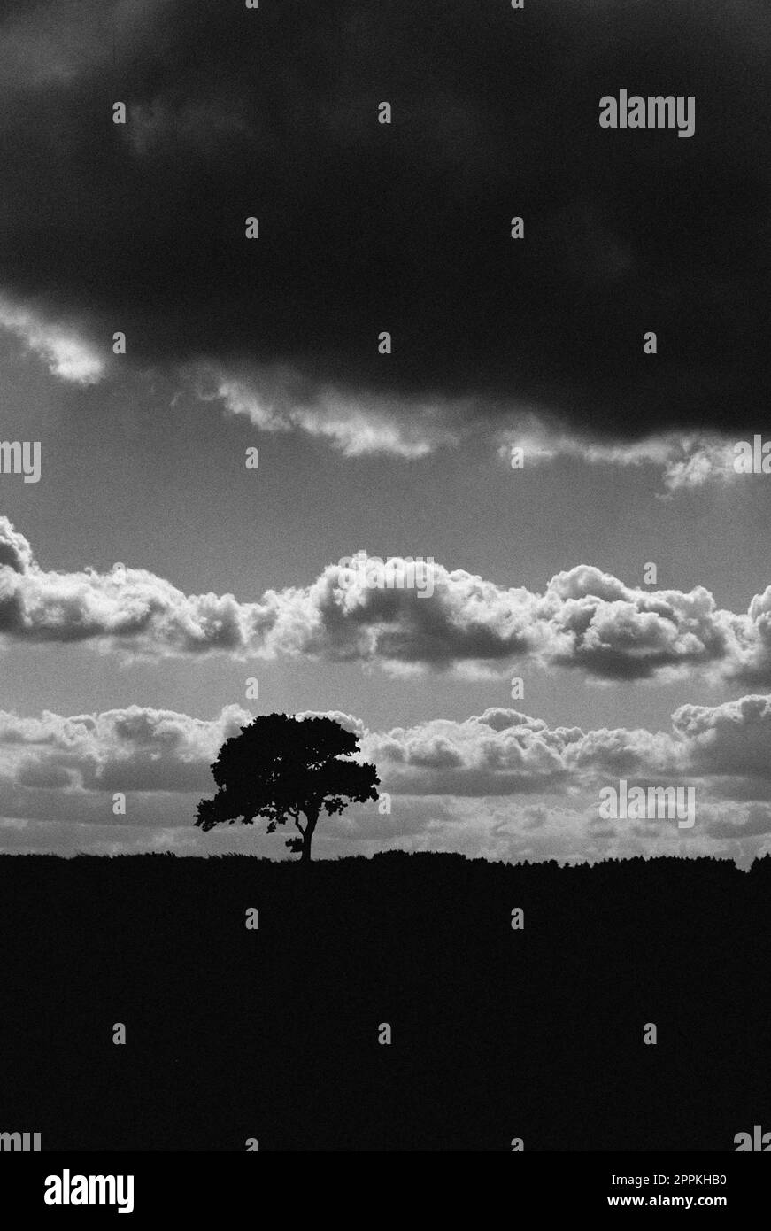 A solitary tree stands against a grey, cloudy sky in an open field in ...