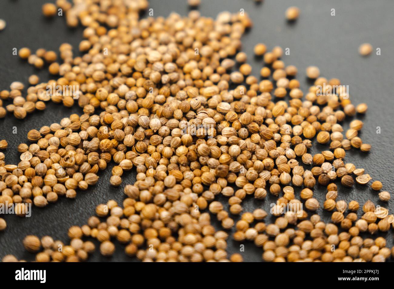 Coriander seeds, close-up, Chinese parsley, dhania and cilantro, used as aromatic and flavorful ...