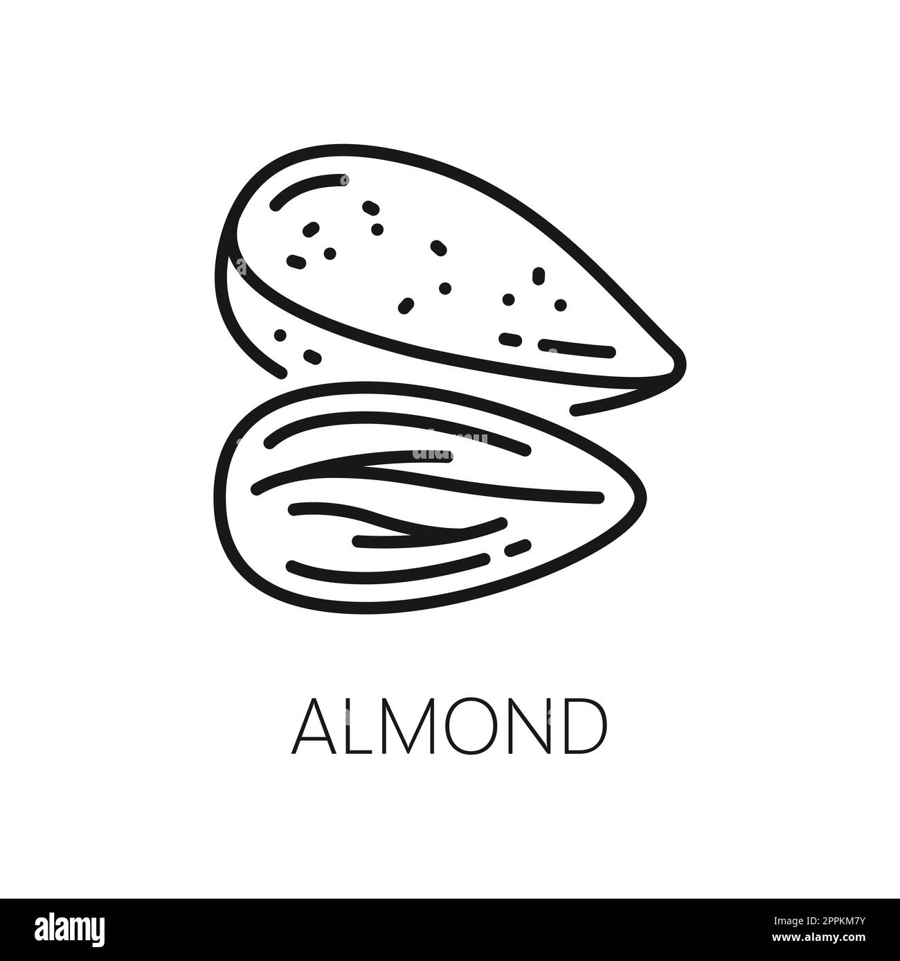 Shelled almond seeds isolated drupes of fruit in hard shell outline ...