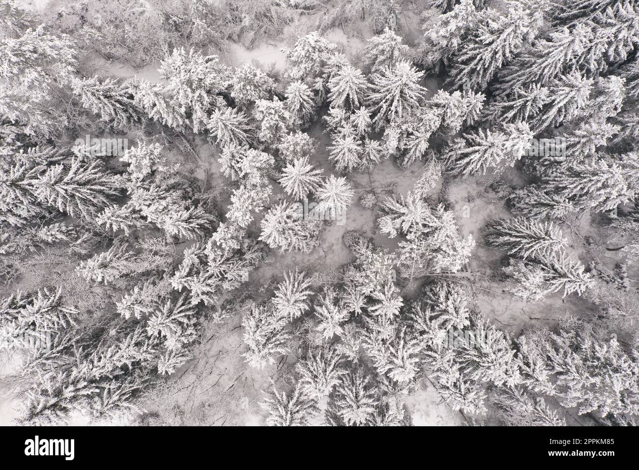 aerial view of forest with drone and snow Stock Photo - Alamy