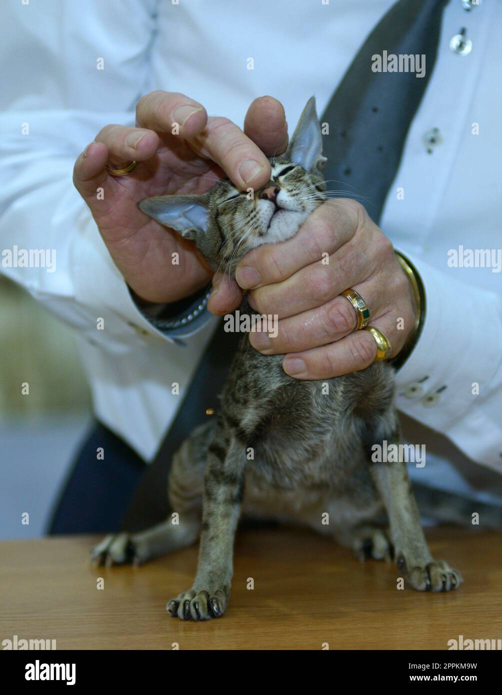 man judge hands estimating breed of pedigreed cat. Cat show Stock Photo ...