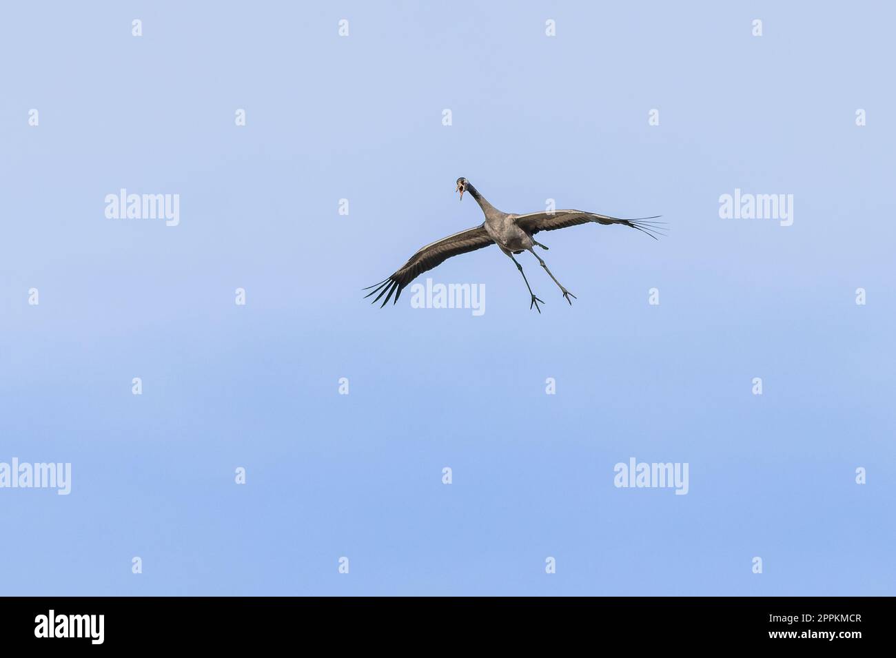 The common crane, a large grey bird, flying with open beak. Sunny ...