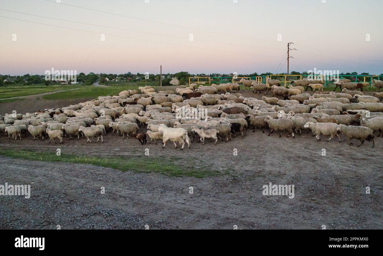 Beautiful rural landscape cattle hi-res stock photography and images ...