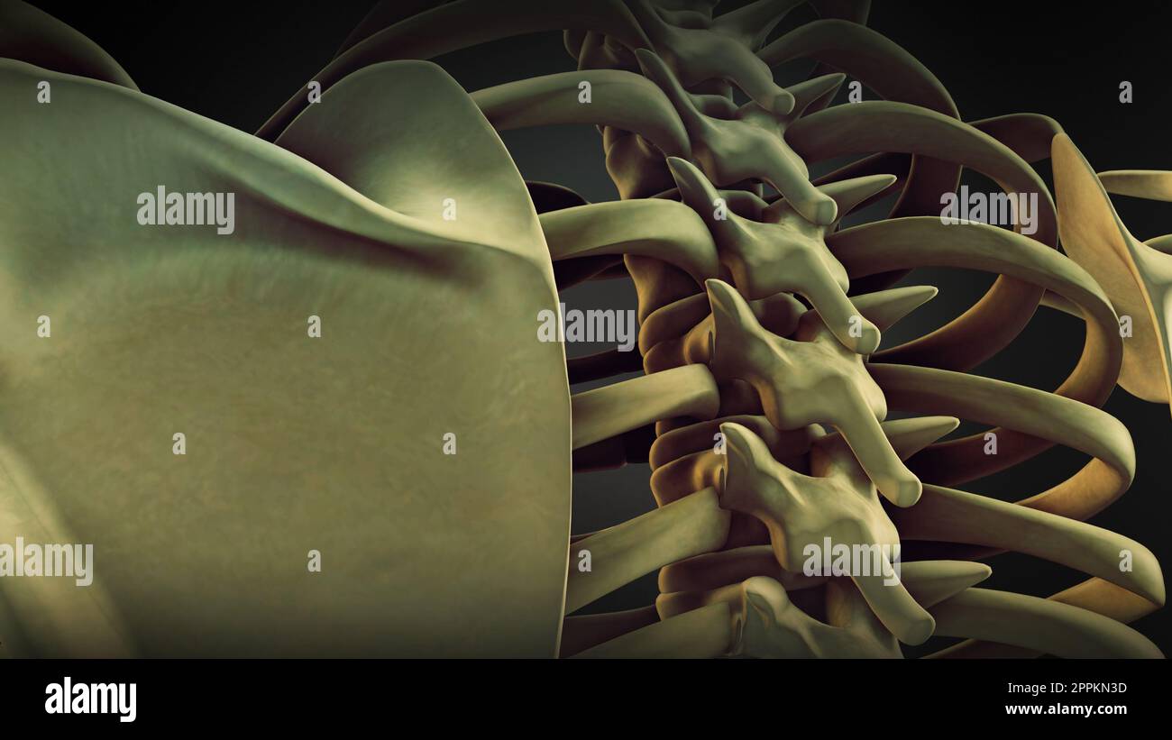 Vertebral column of human body Stock Photo - Alamy