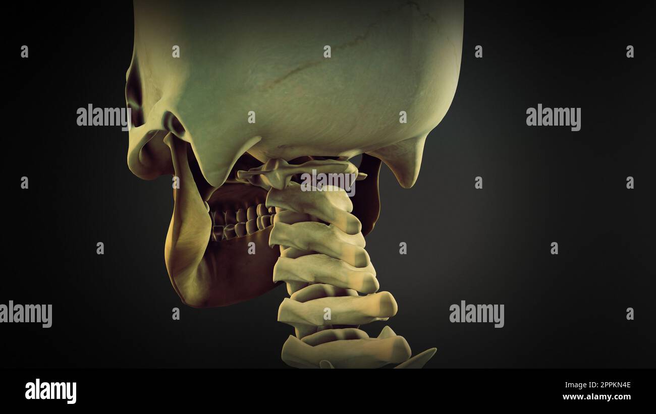 Vertebral column of human body Stock Photo - Alamy