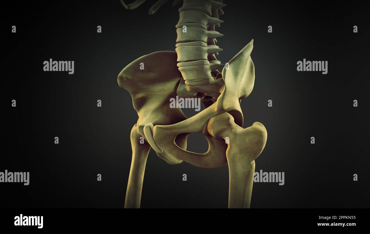The hip bone or coxal bone Stock Photo - Alamy