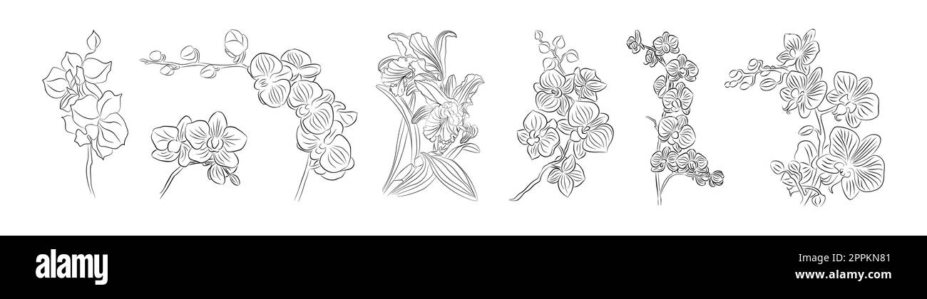 Orchid Flower Hand drawn line art vector set Stock Vector Image & Art ...