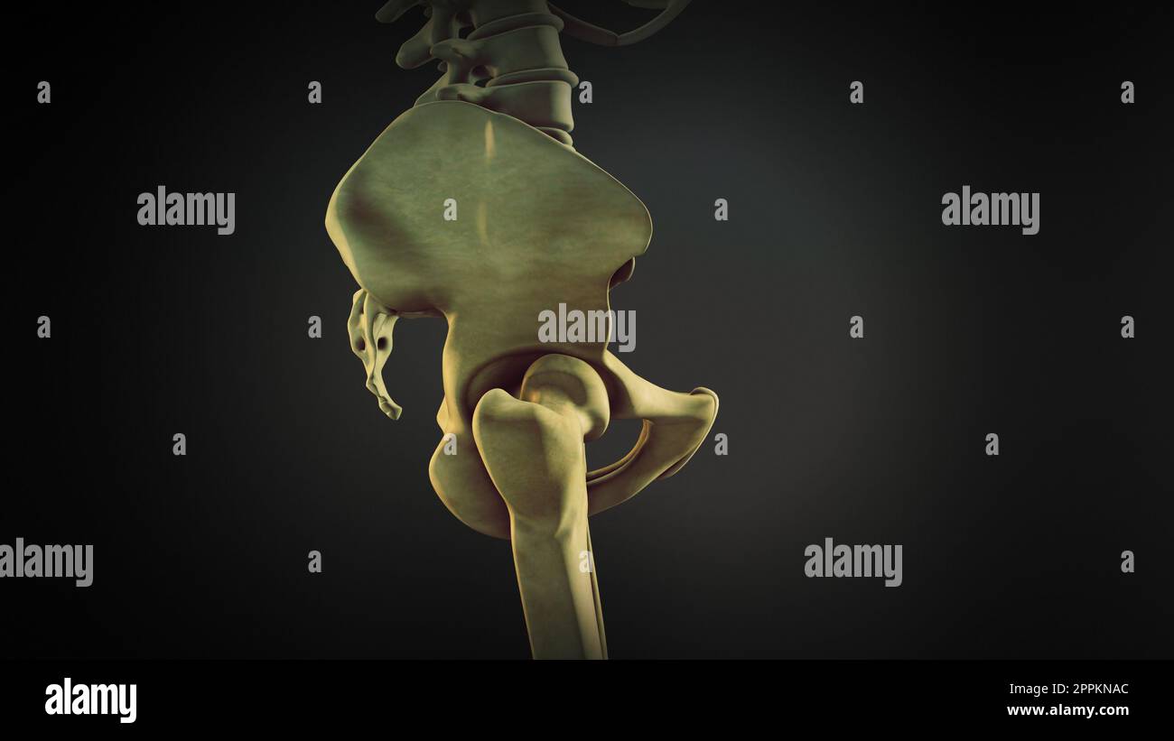 The hip bone or coxal bone Stock Photo - Alamy