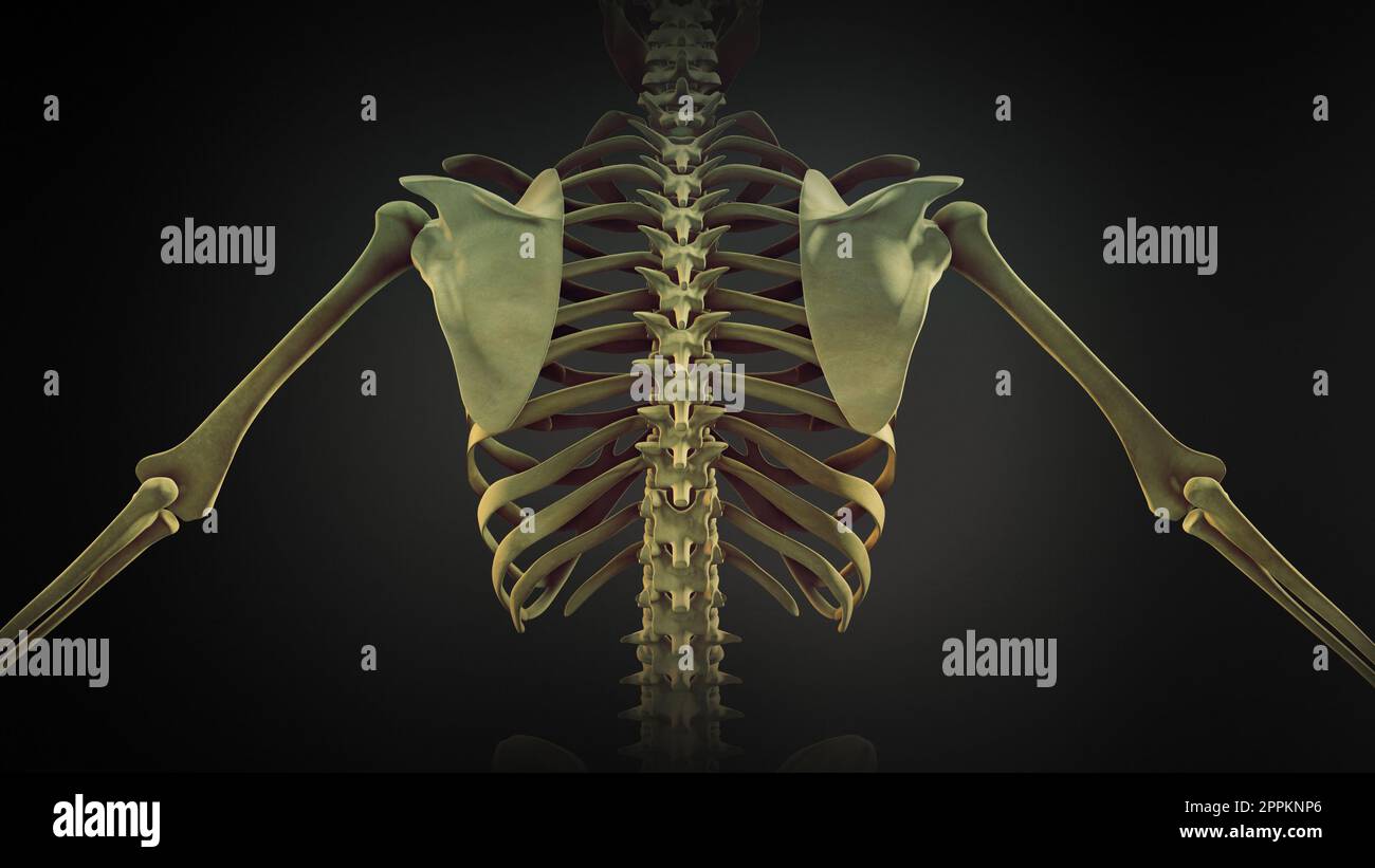 Rib cage hi-res stock photography and images - Alamy