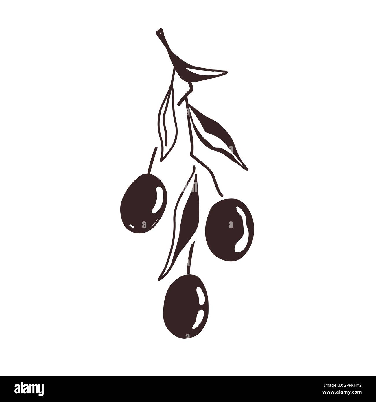 Olive Branch with two fruits and leaves, outline black palette, doodle hand drawn style. Vector ...