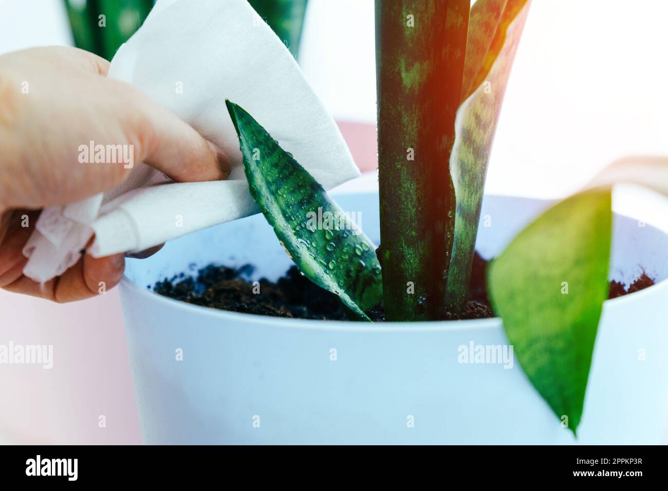 Florist take care of domestic flowers, fertilizer enrich dry ground ...