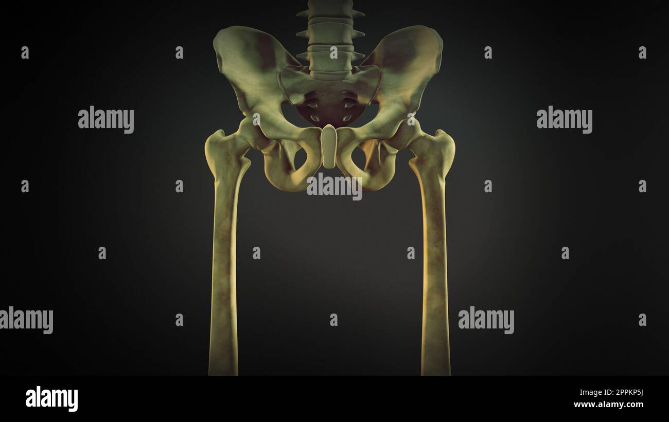 Pelvis and legs skeleton of human body Stock Photo - Alamy