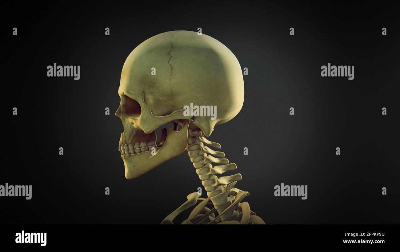 Human skull anatomy animation background Stock Photo - Alamy