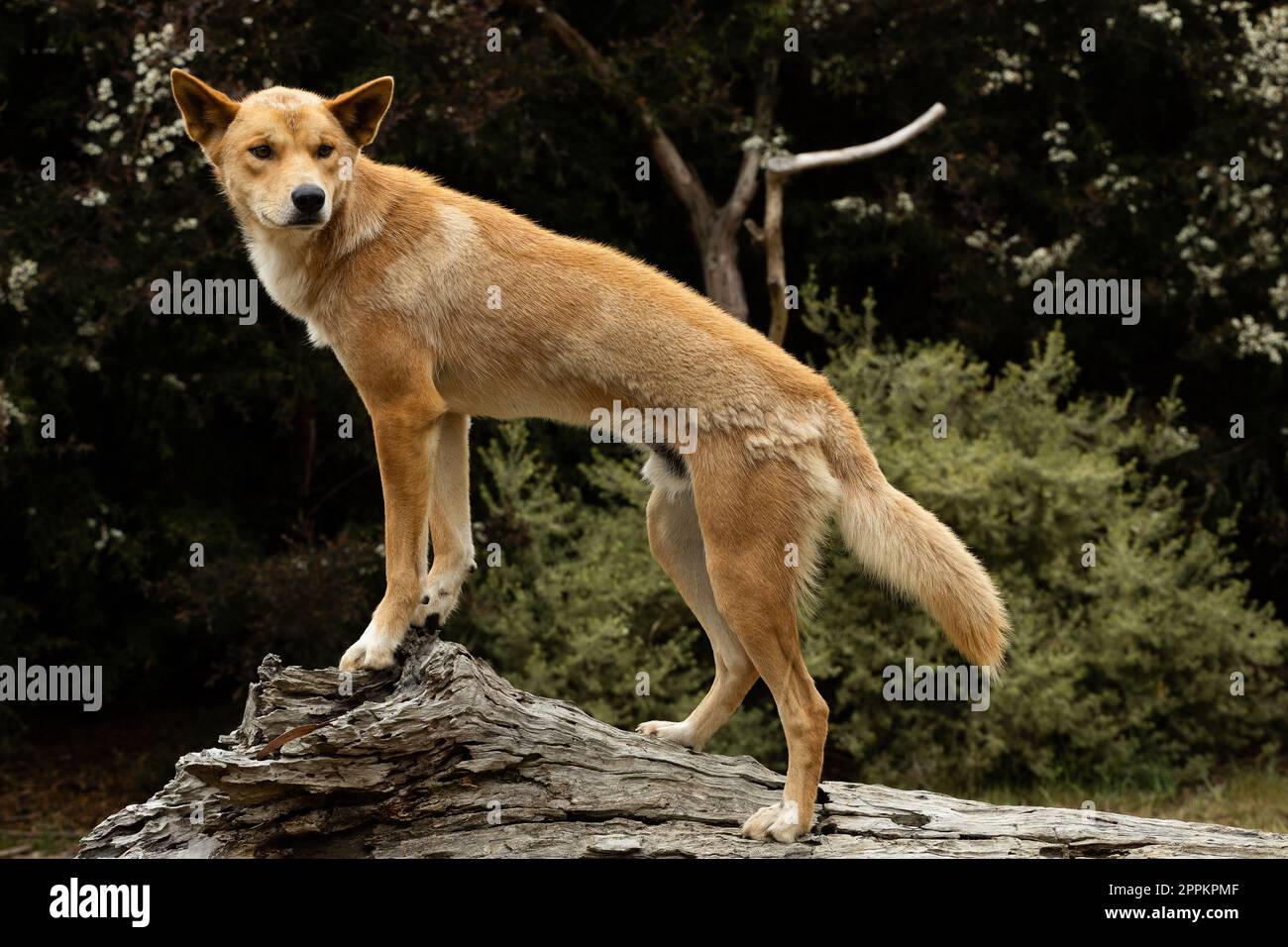 An Australian vulnerable animal, wild dingo with orange fur (Canis ...