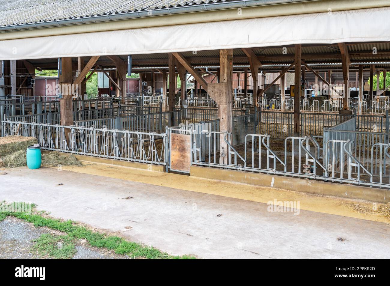 cowshed without cows in it on a farm, separated spaces for the cows ...