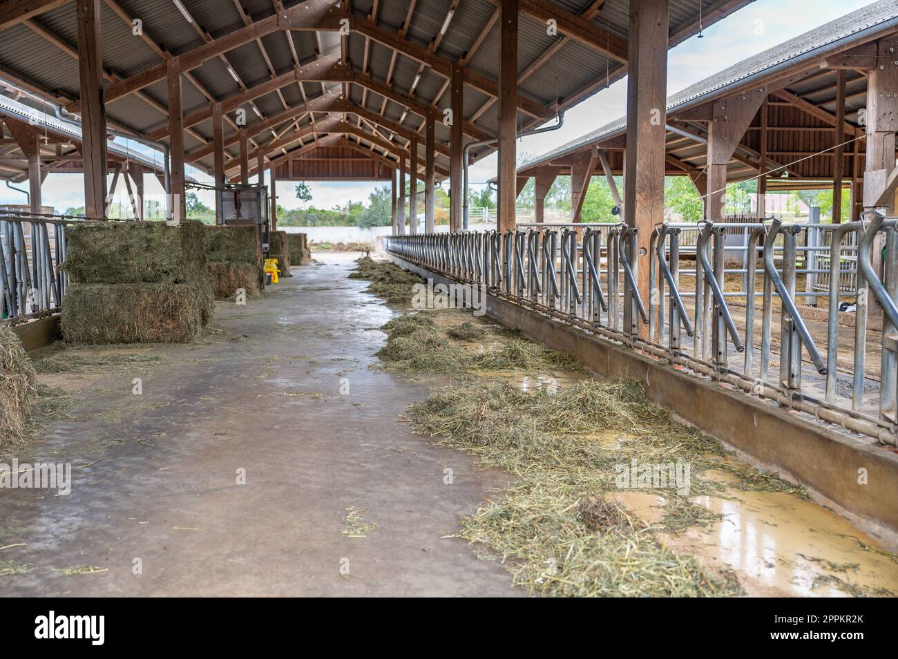 empty cowshed without cows on a farm, separated spaces for the cows ...