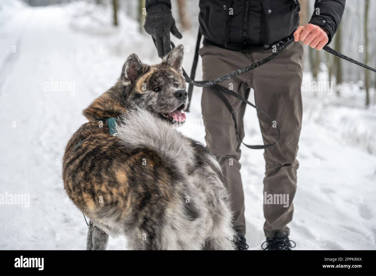 Akita inu with gray fur is happy to walk trough the forest during ...