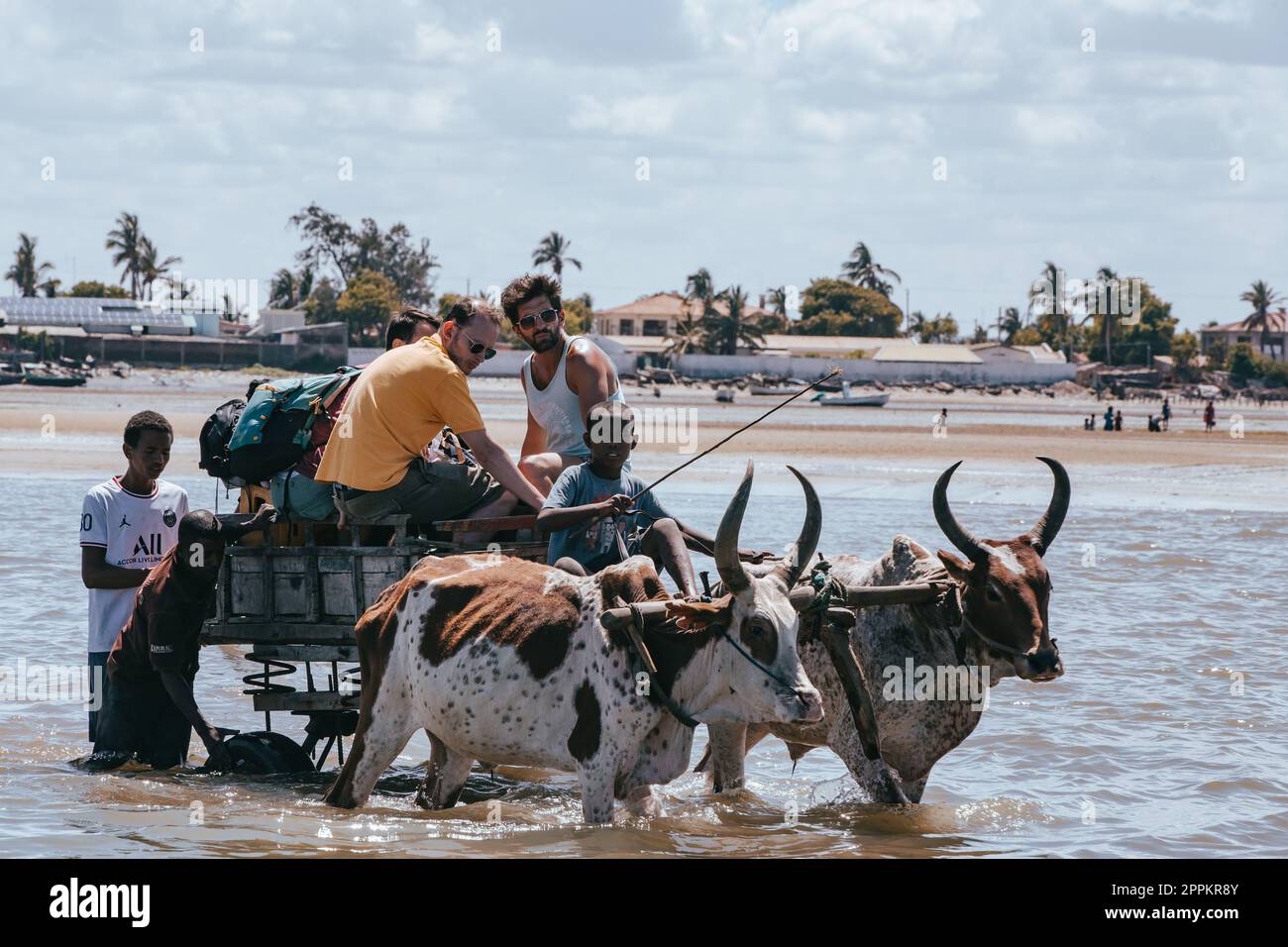 Traditional zebu carriage on the road. The zebu is widely used as a ...