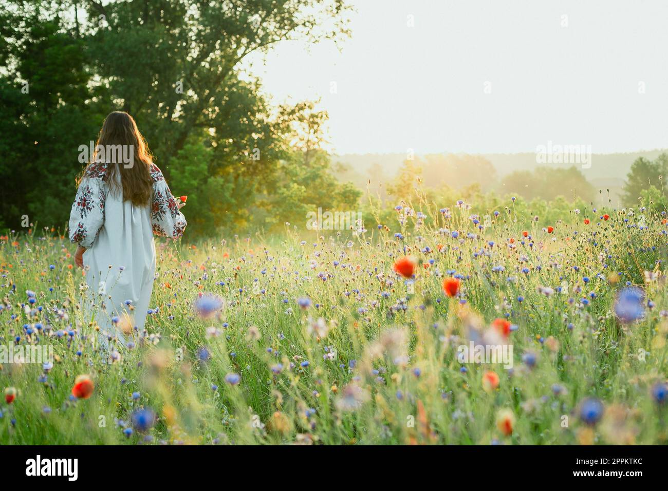 Woman walks in cornflower meadow scenic photography Stock Photo - Alamy