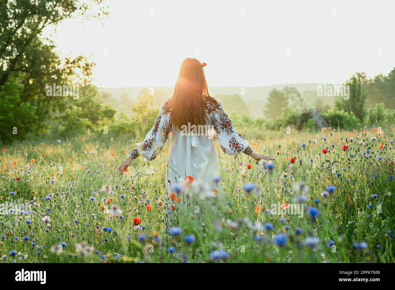 Poppy silhouette hi-res stock photography and images - Alamy
