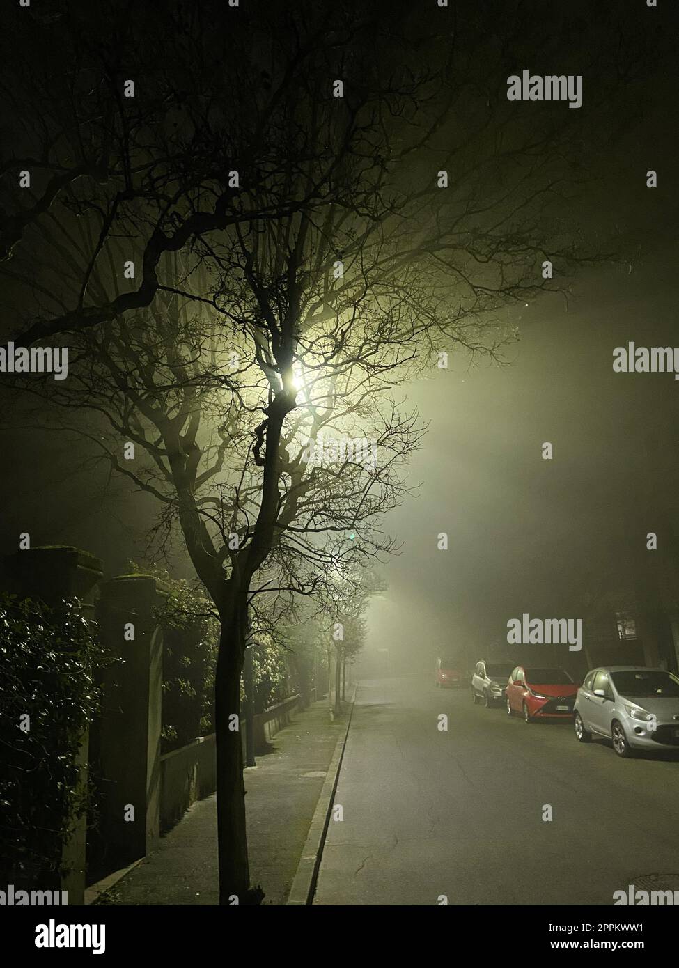light of street lamp is scattered by tree branches Stock Photo - Alamy