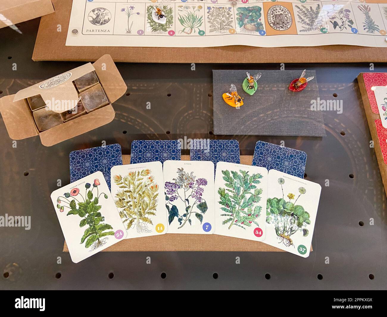 cards with drawings of plants in Correr Museum Stock Photo - Alamy