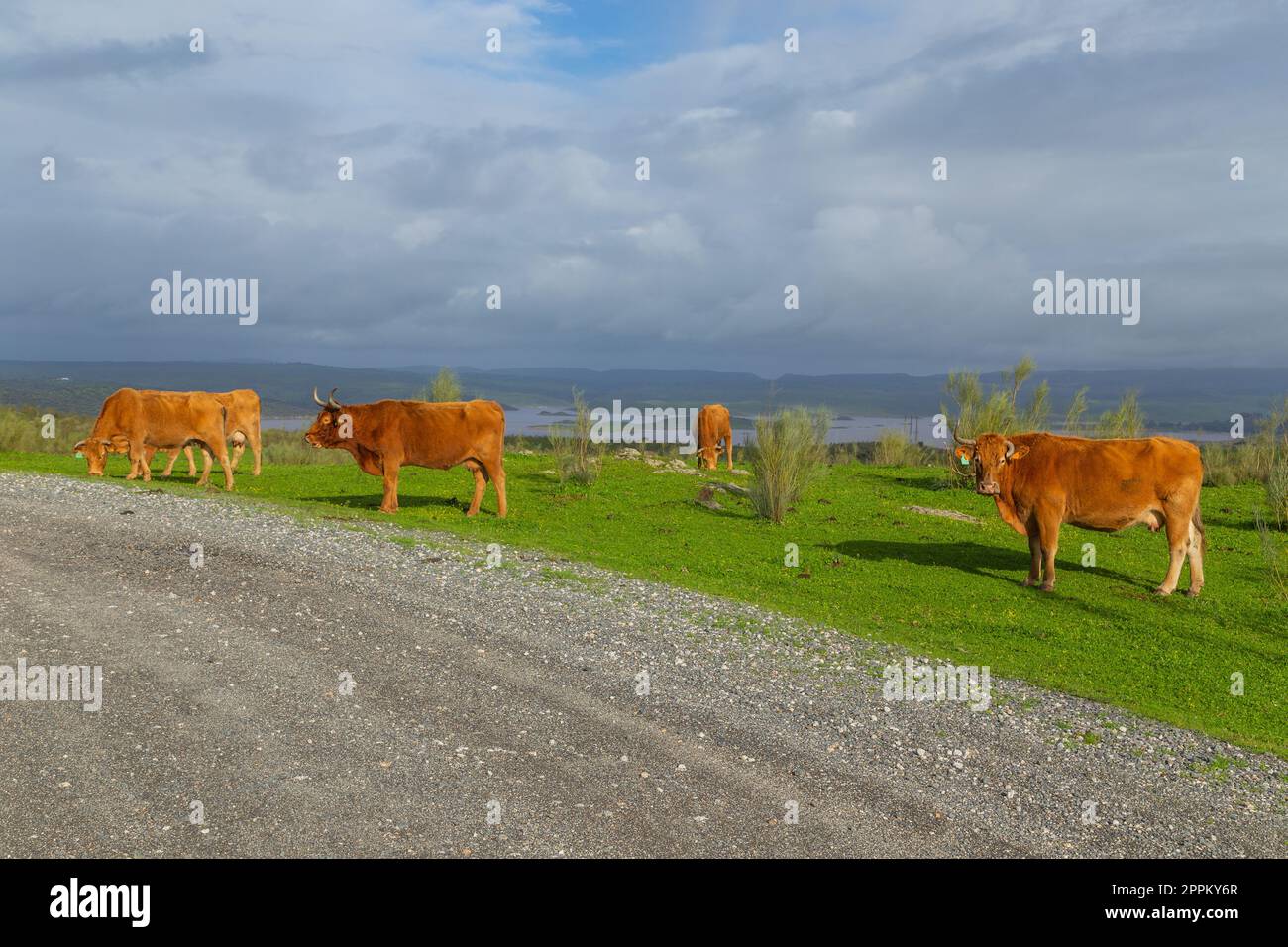 Cattle farming in spain hi-res stock photography and images - Alamy