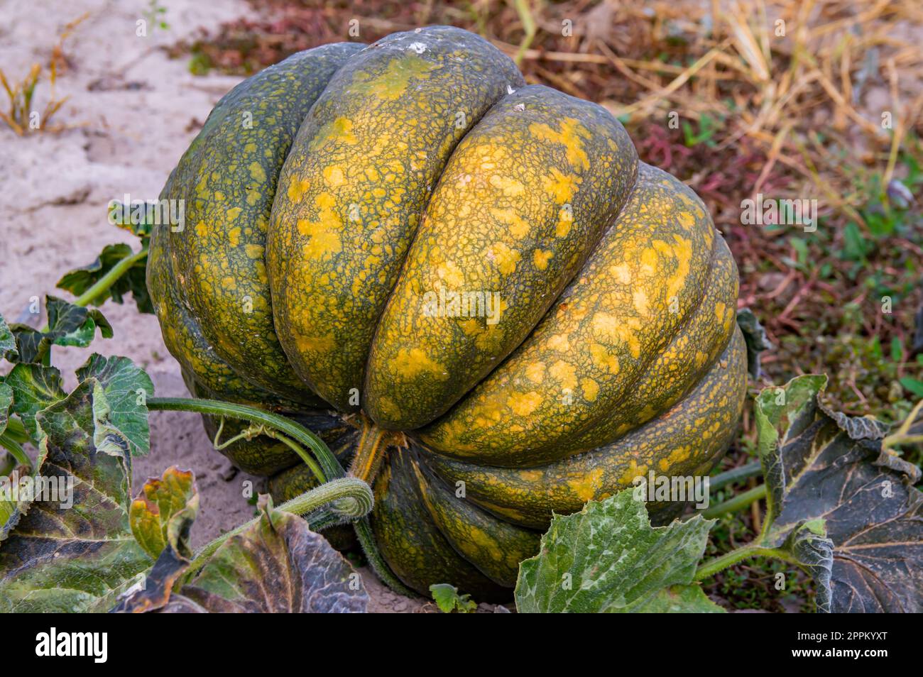 Vegetable orange pumpkin with green leaves growing on the field. Vegetables cucurbita. Plant of ...
