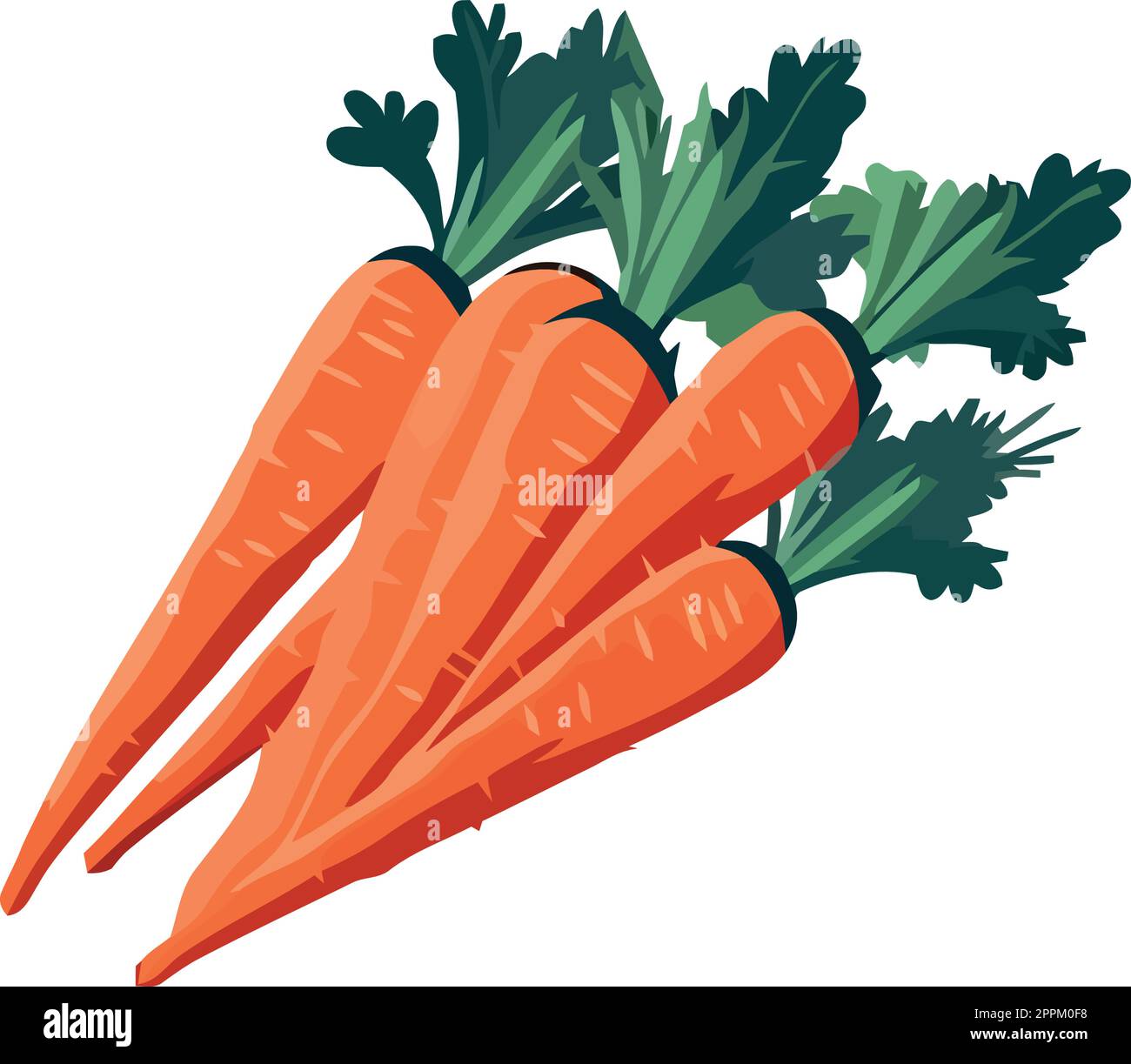 Orange carrots illustration Stock Vector Image & Art - Alamy