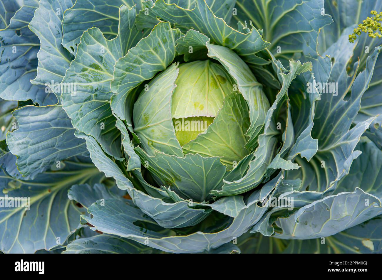 Head of a vegetable plant white cabbage. Vegetables brassica oleracea ...
