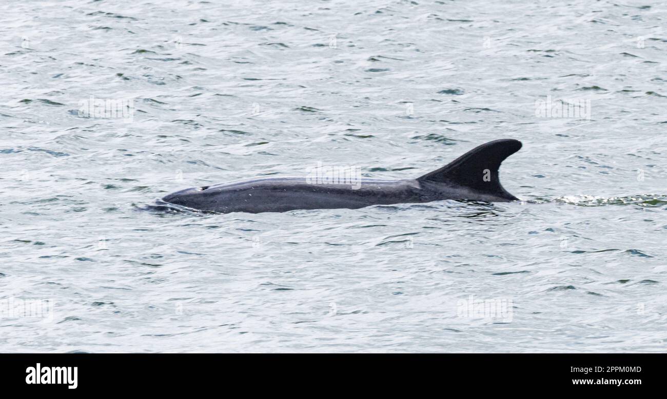 Attracting animals hi-res stock photography and images - Alamy