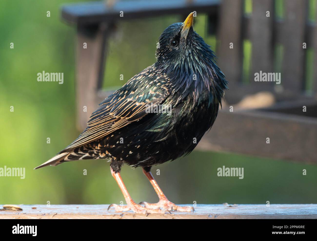 A Starling on a high perch Stock Photo - Alamy