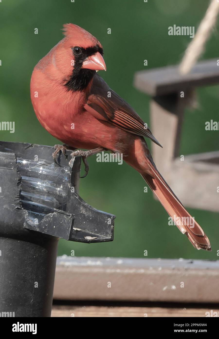 A Northern Cardinal on the backyard deck Stock Photo - Alamy