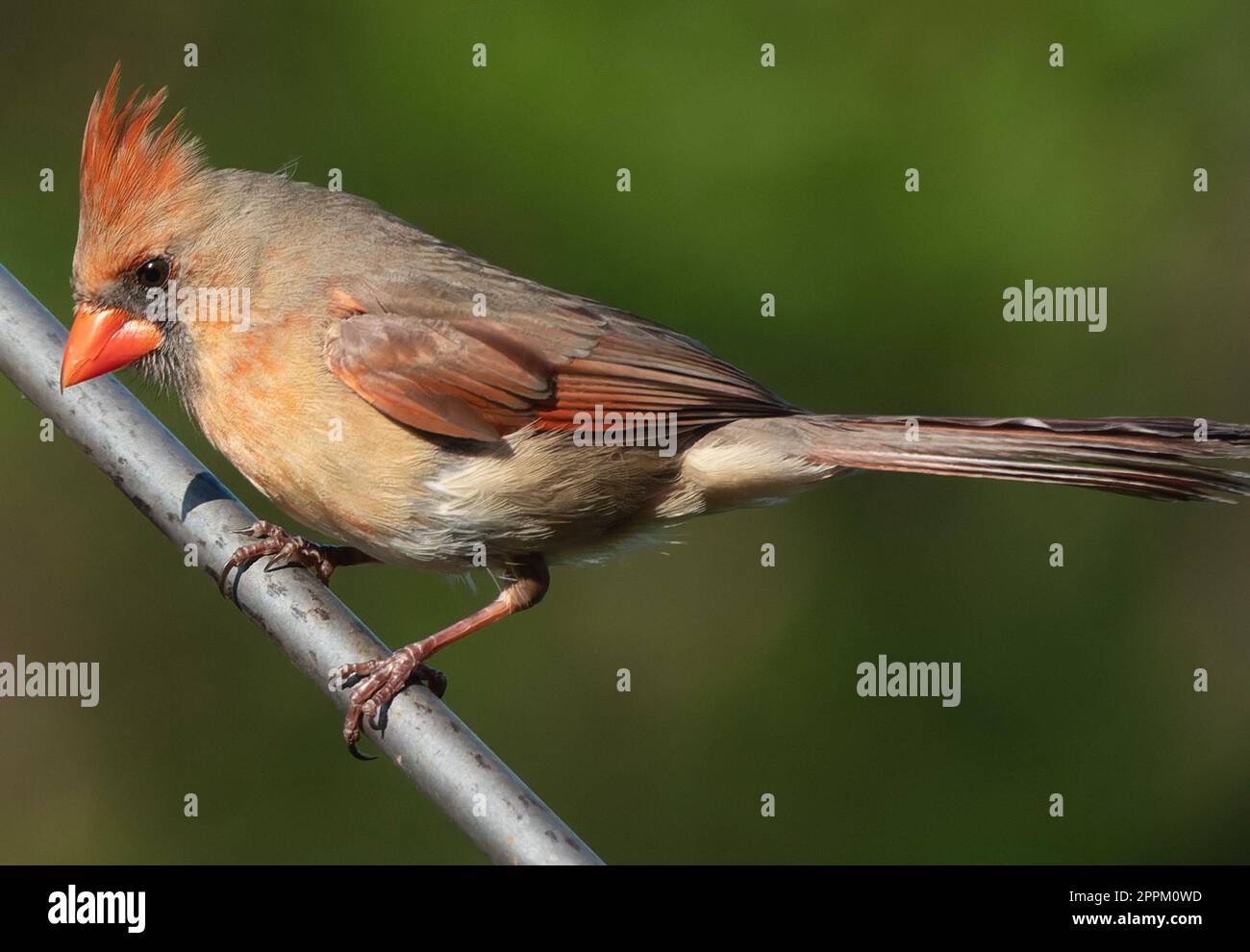A Northern Cardinal on the backyard deck Stock Photo - Alamy