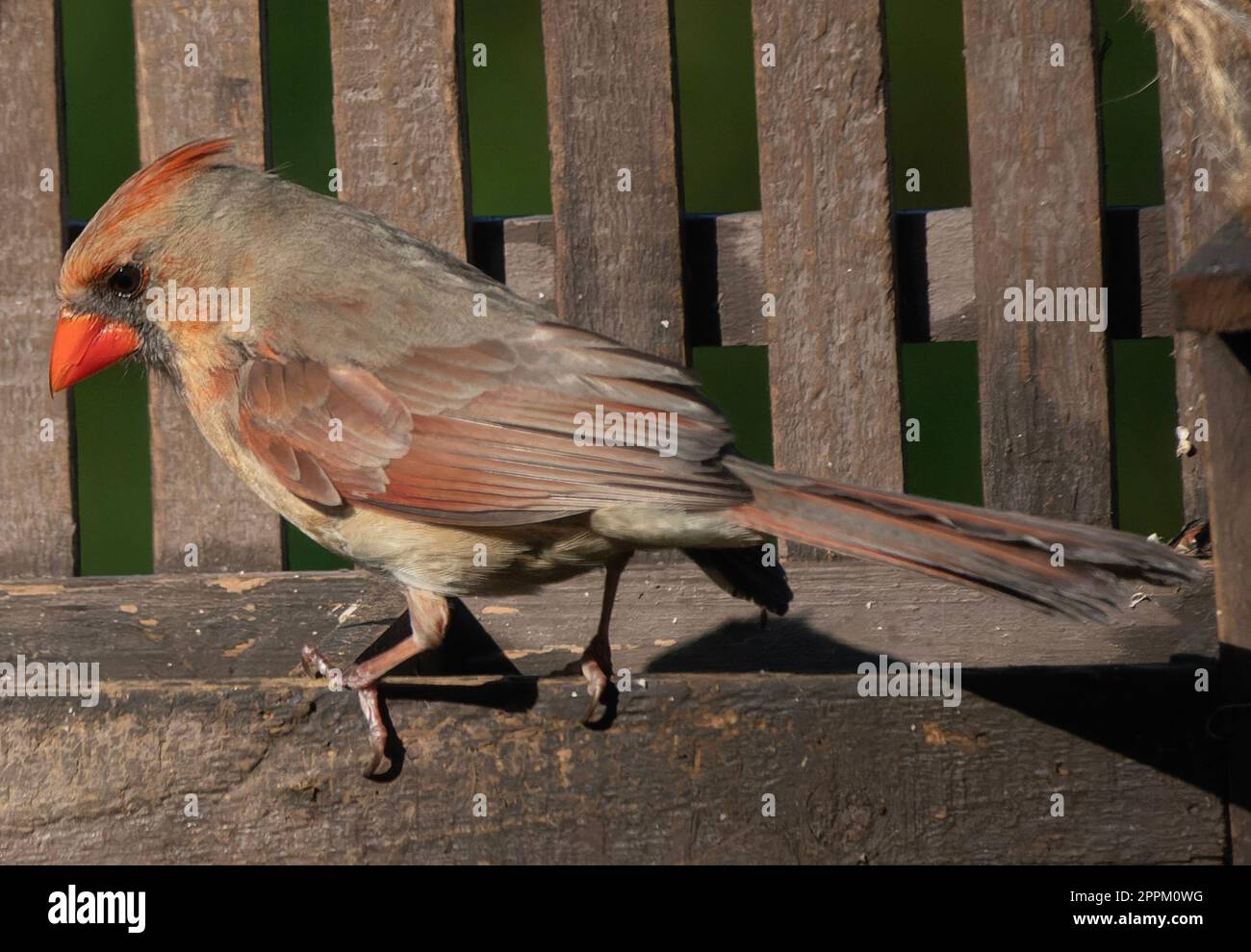 A Northern Cardinal on the backyard deck Stock Photo - Alamy