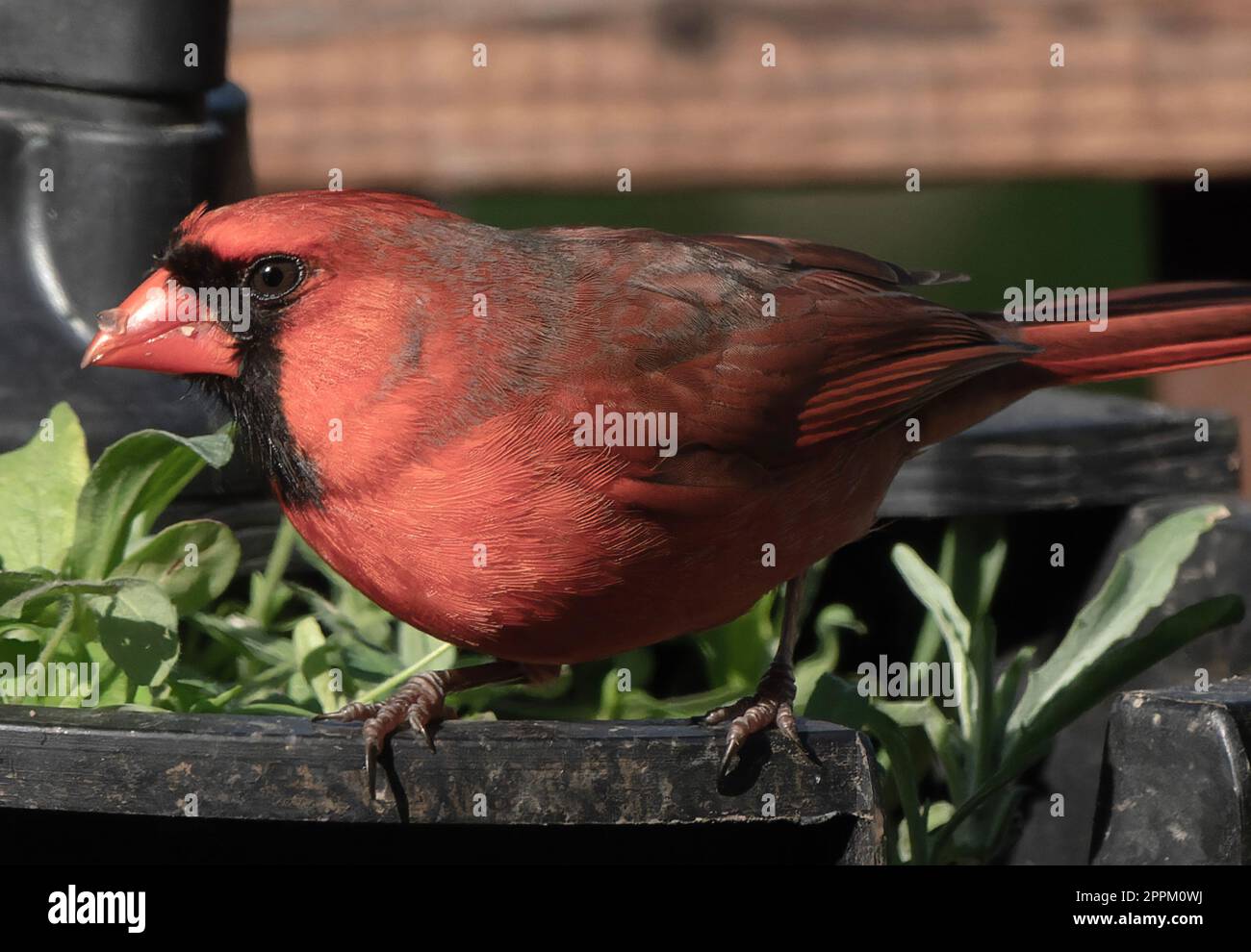 A Northern Cardinal on the backyard deck Stock Photo - Alamy