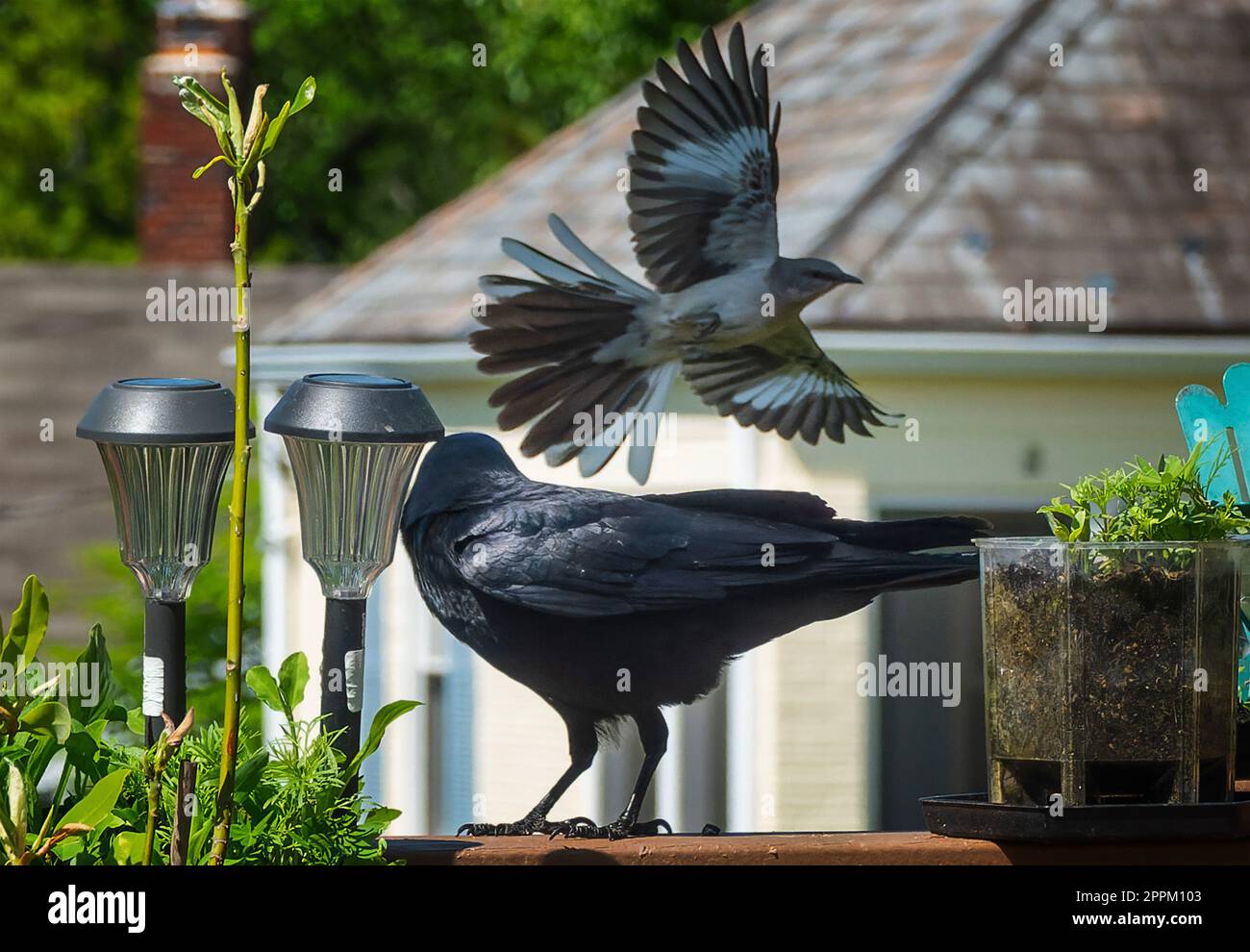 A Large black attacked by a Mockingbird Stock Photo - Alamy