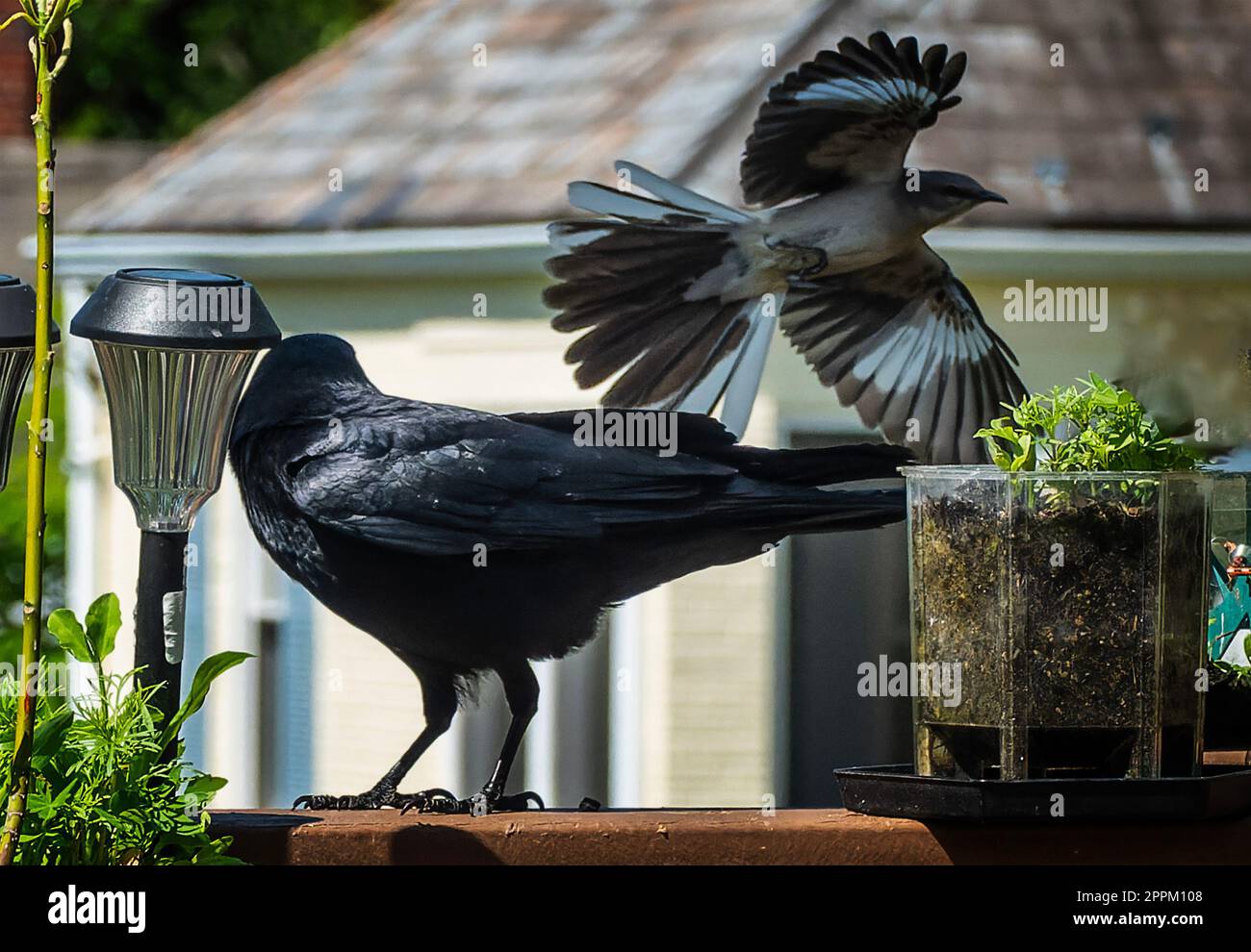 A Large black attacked by a Mockingbird Stock Photo - Alamy