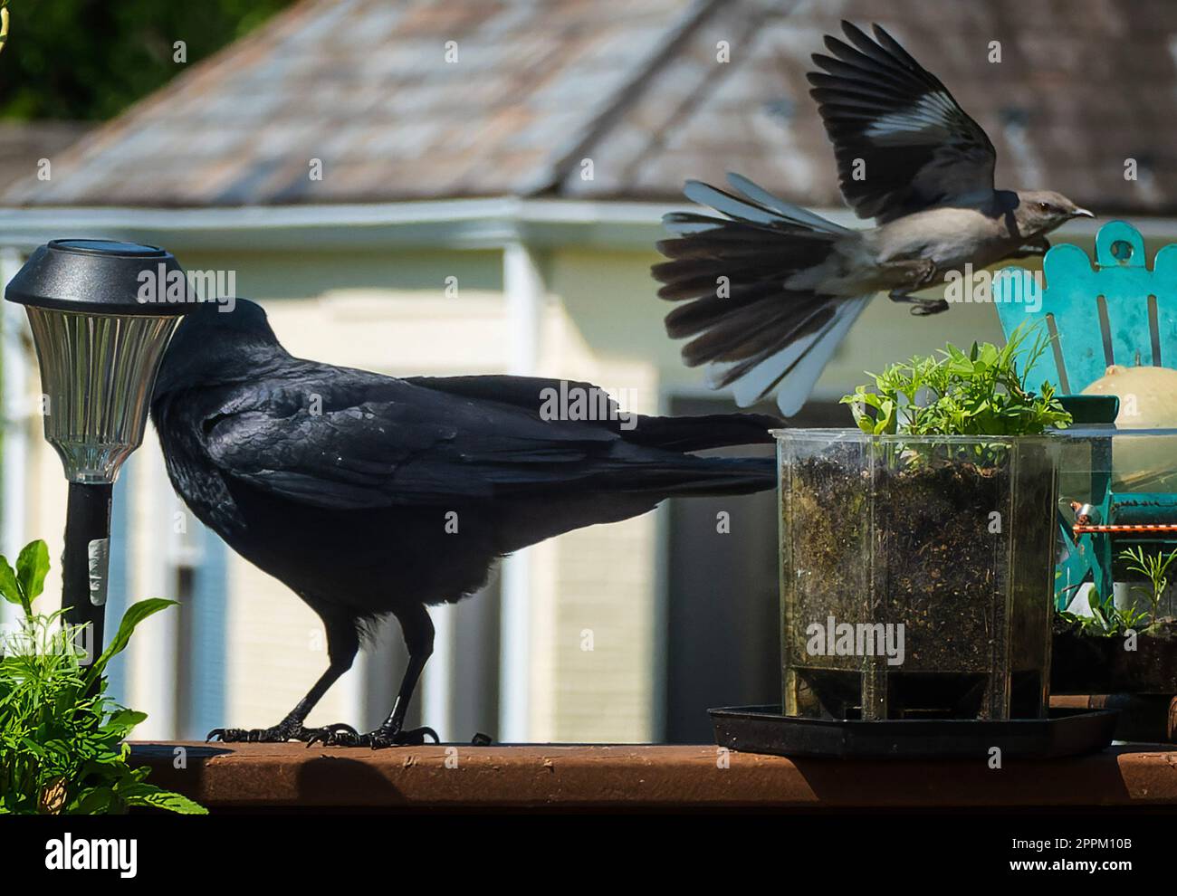 Northern mockingbird attack hi-res stock photography and images - Alamy