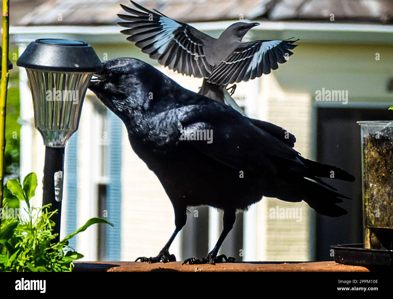 A Large black attacked by a Mockingbird Stock Photo - Alamy