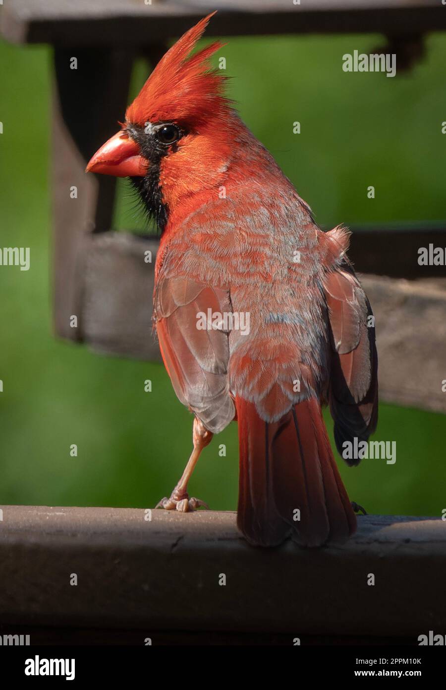 A Northern Cardinal on the backyard deck Stock Photo - Alamy
