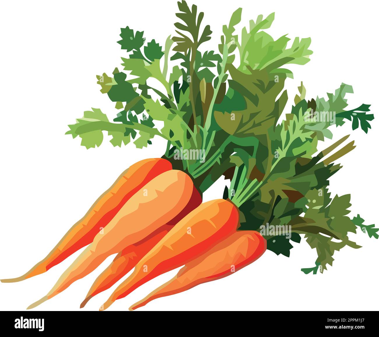 Orange carrots vector Stock Vector Image & Art - Alamy