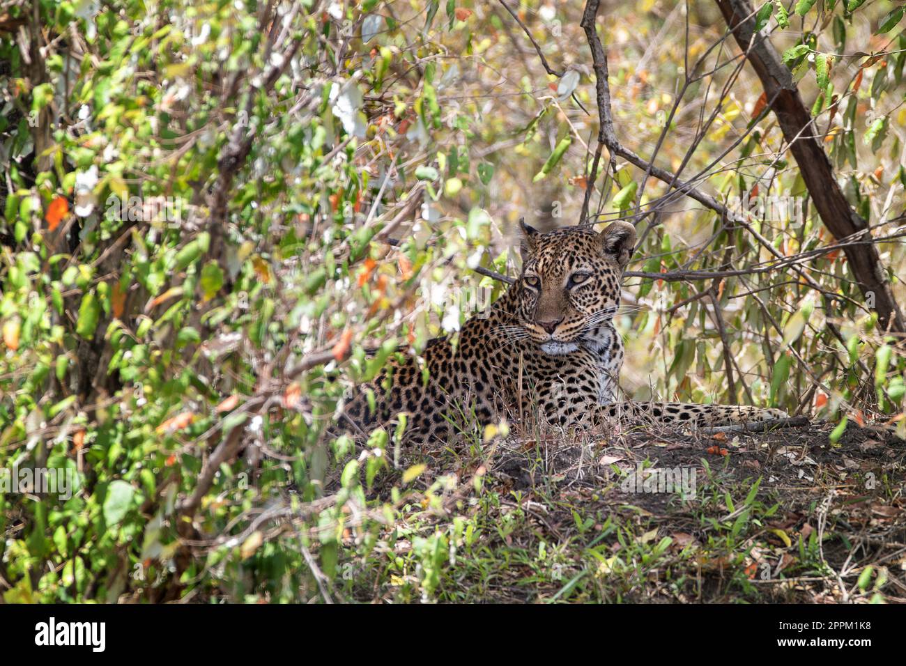 Leopard, panthera pardus, shades from the heat of the day in the ...