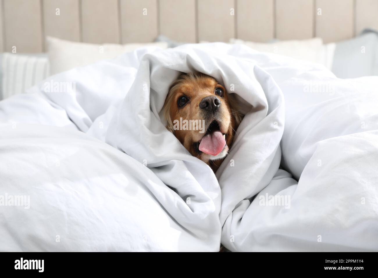 Cute English cocker spaniel covered with soft blanket on bed Stock ...