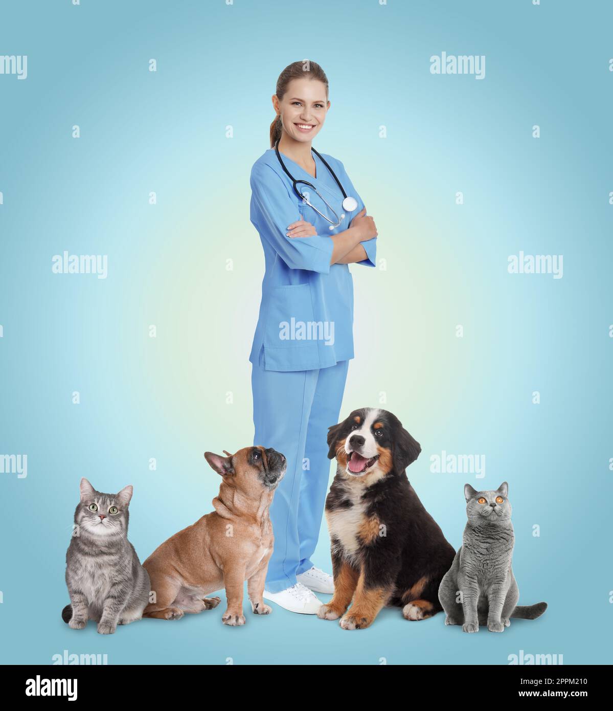Collage with photos of veterinarian doc and pets on light blue ...