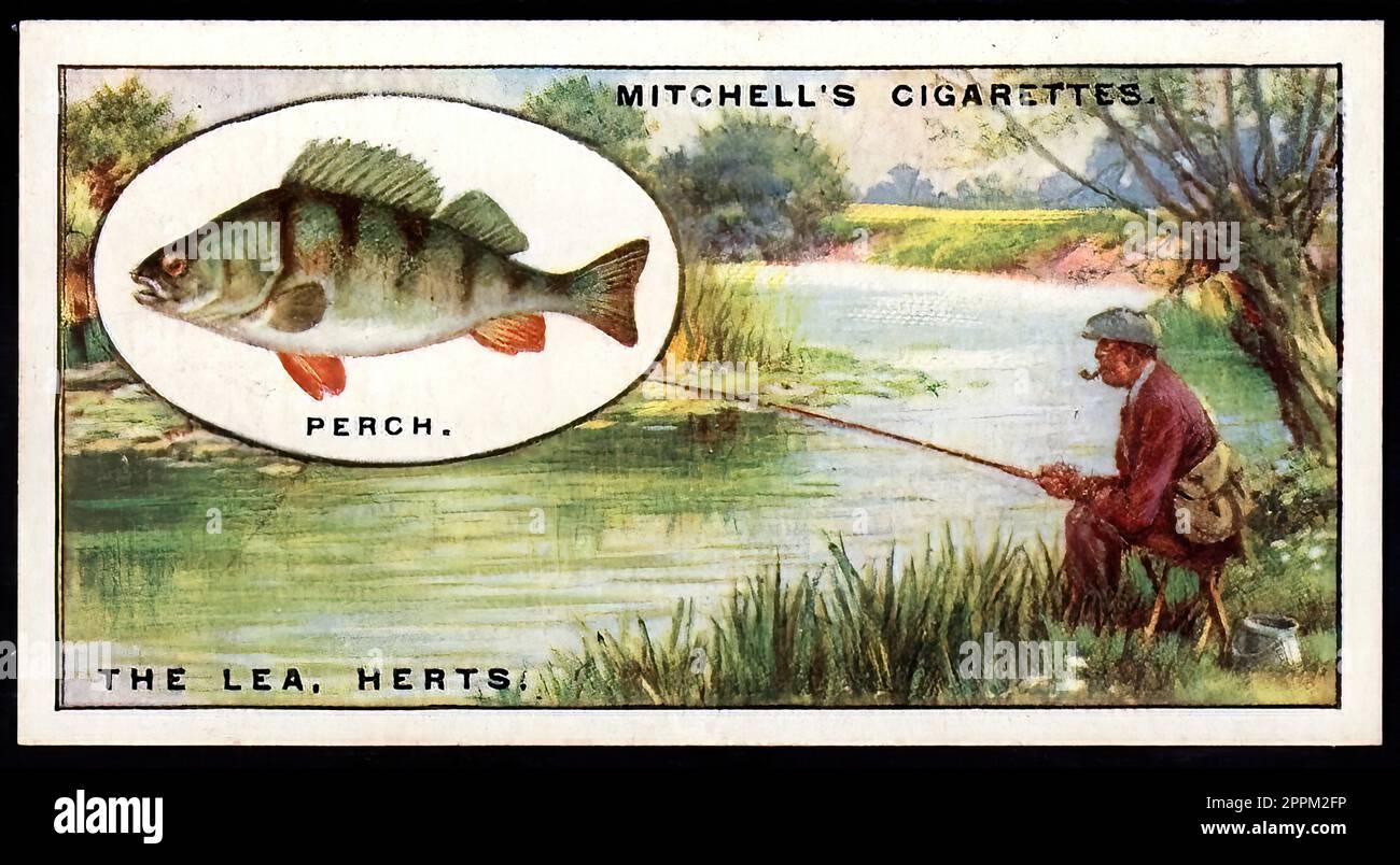 Perch Fishing on the River Lea - Vintage British Cigarette Card ...