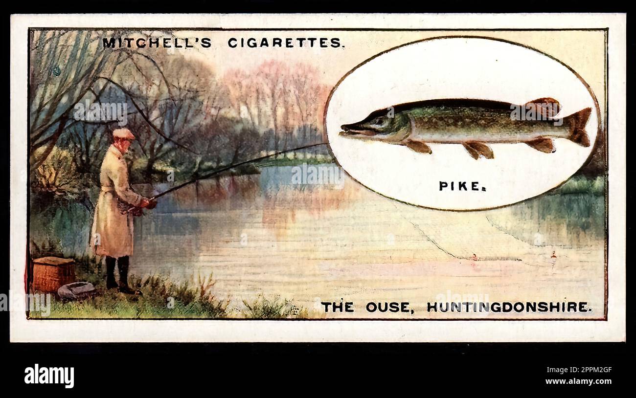 Pike Fishing on the River Ouse - Vintage British Cigarette Card ...