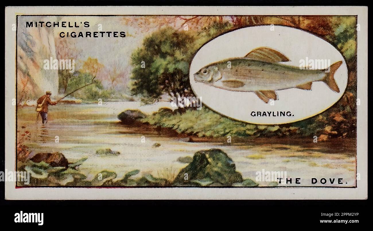 Fishing on the River Dove - Vintage British Cigarette Card - Victorian ...