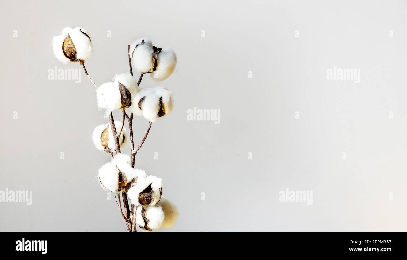 cotton branch in vase isolated in home Stock Photo - Alamy